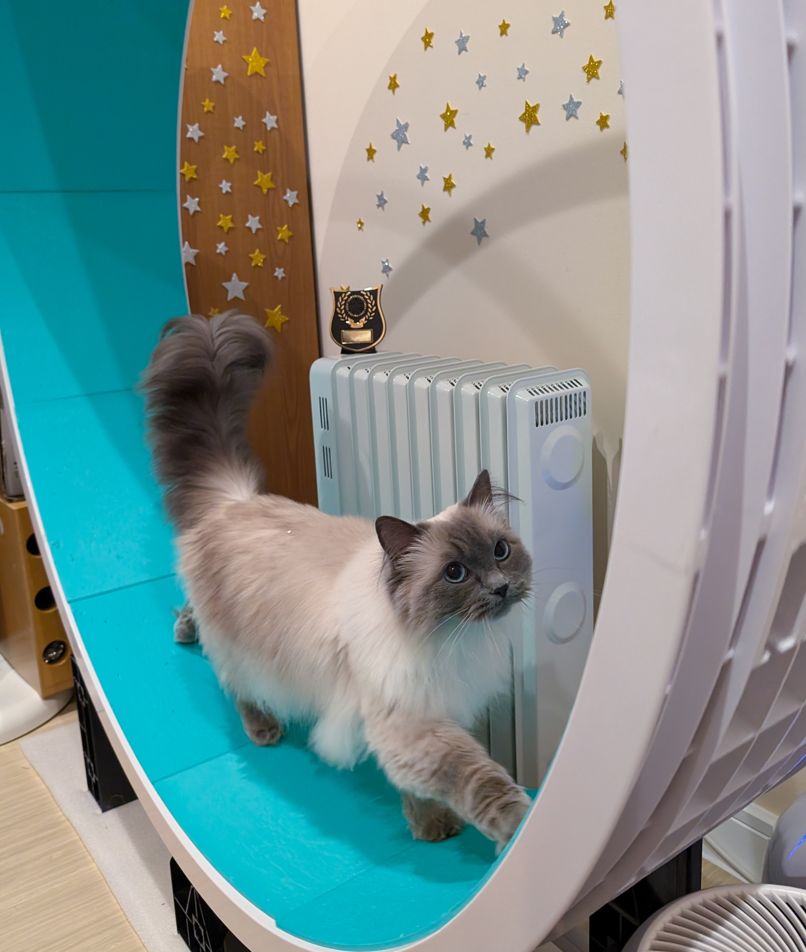 Cat Wheel FAQ – The Floof Tales